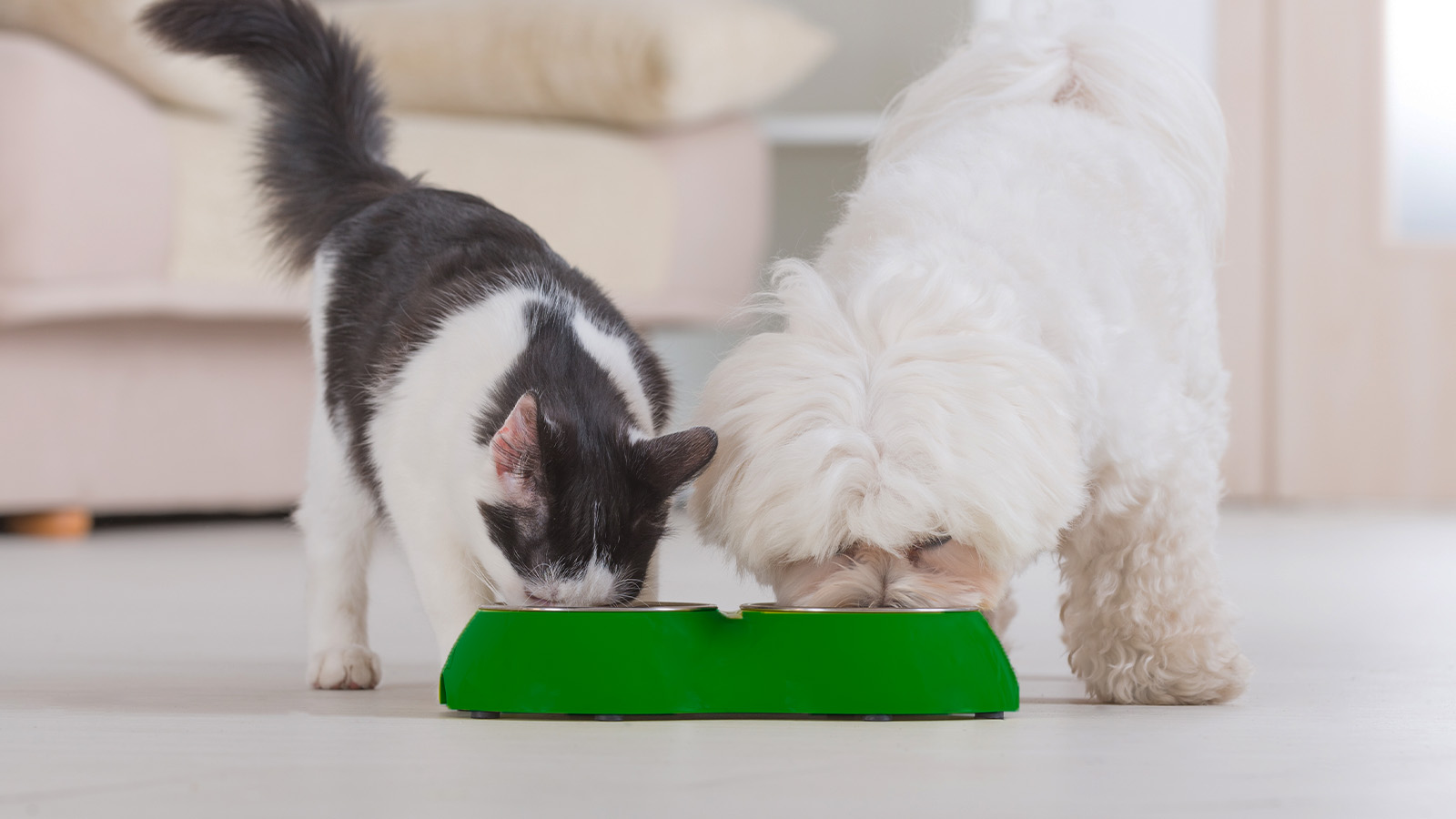 Commercial Controller - Top of Minds EN