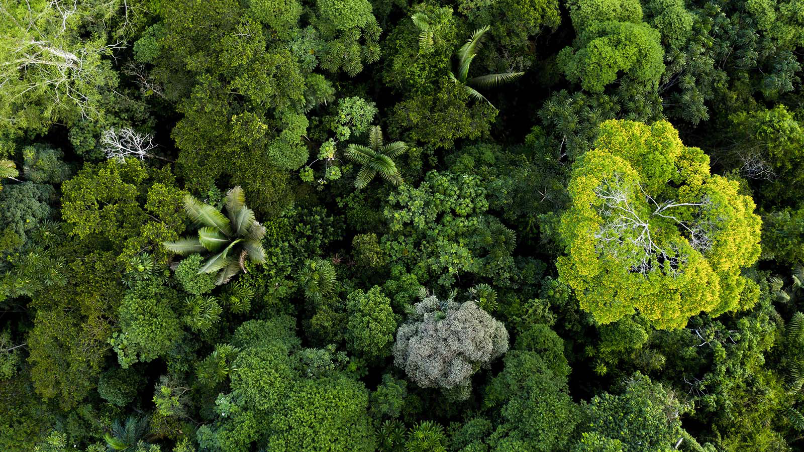 Vacancy: Advisor at Satelligence - Top of Minds EN